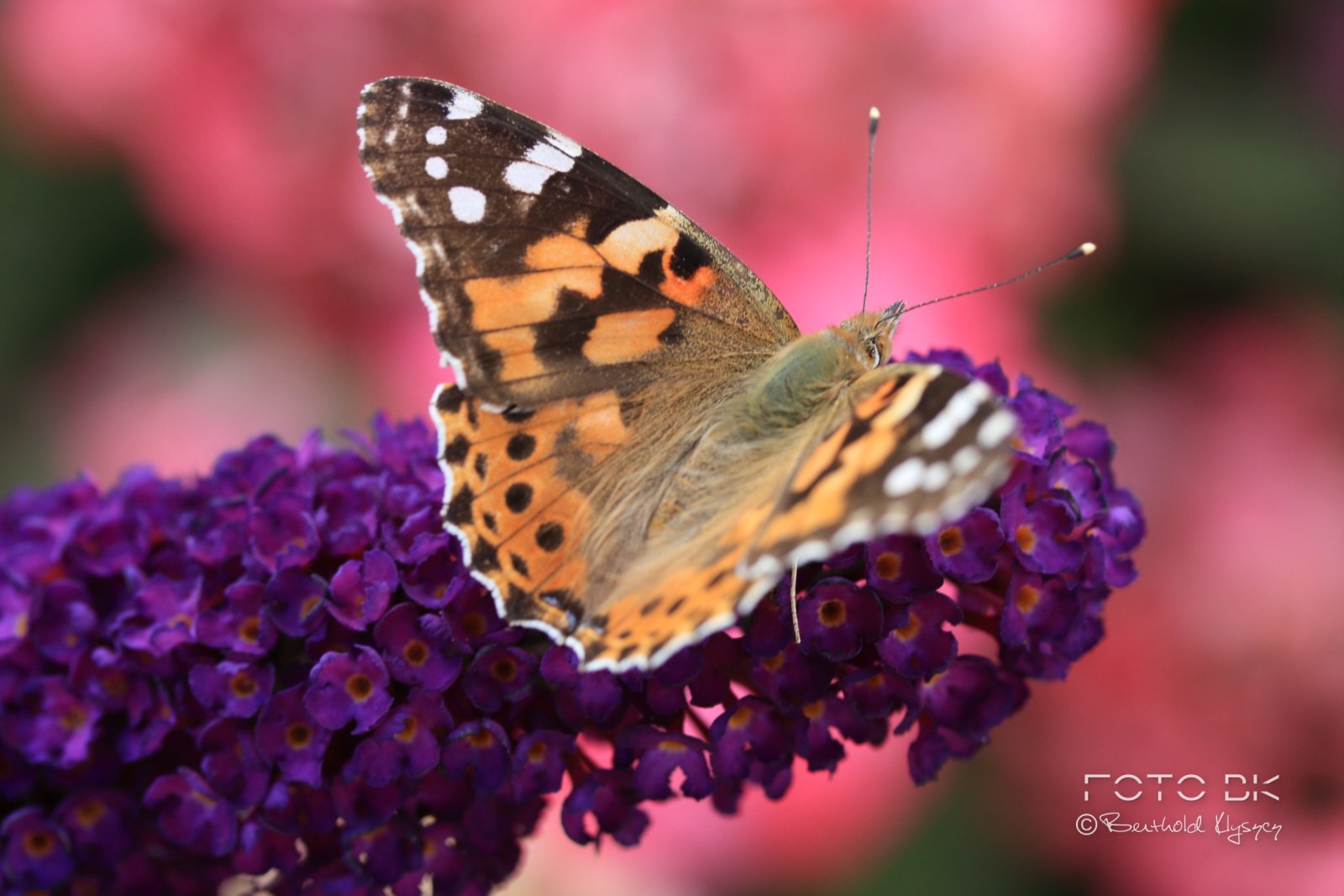 Fauna